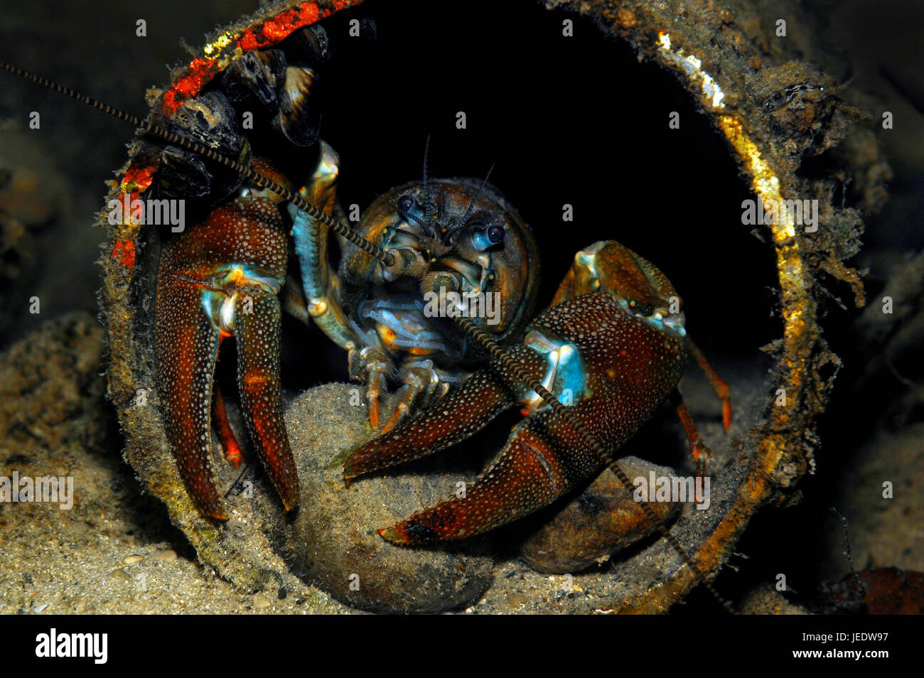 Edelkrebs, Heimischer Europäischer Krebs, Flusskrebs; Krebstier; in ...