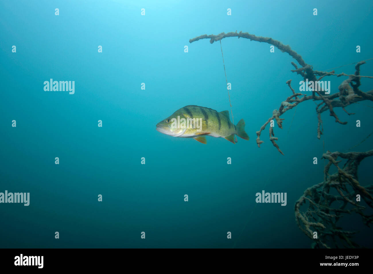 Fisch; Süsswasserfisch; Barsch; Flussbarsch; Jedoch Barsch; Barsche ...