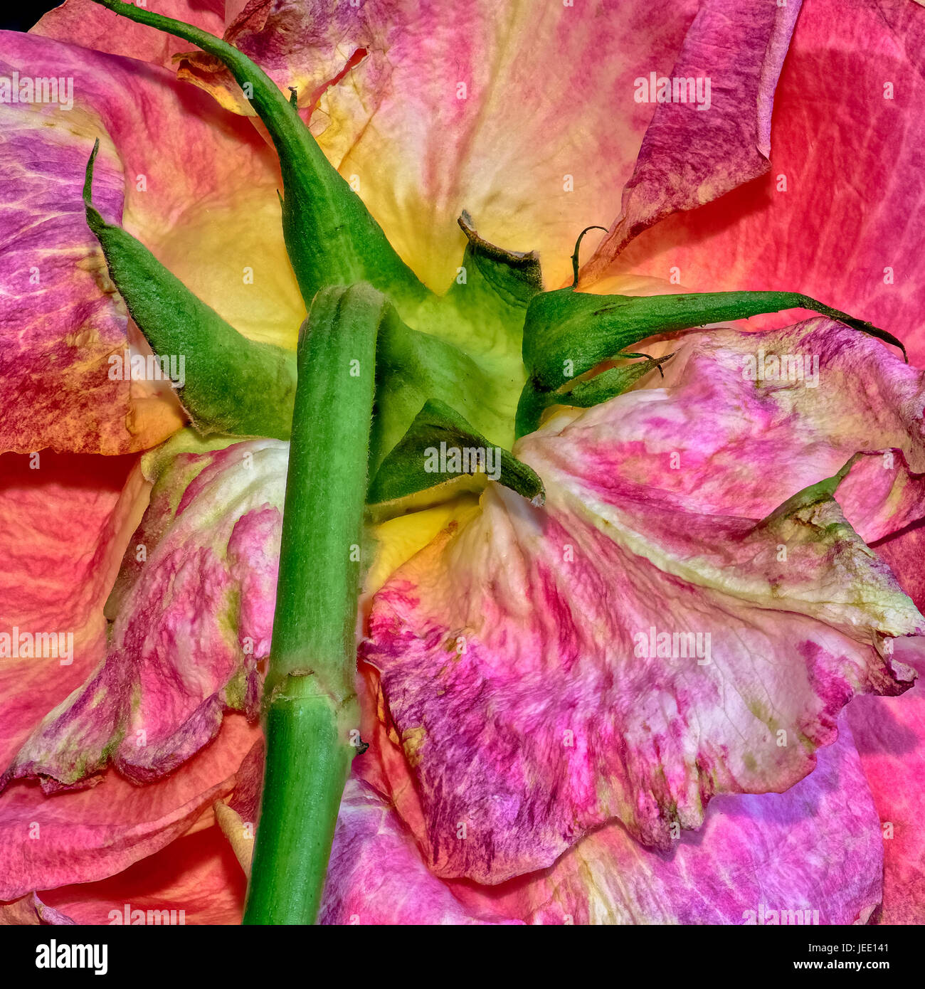 Fantastischer Realismus Stil Stockfotos und -bilder Kaufen - Alamy