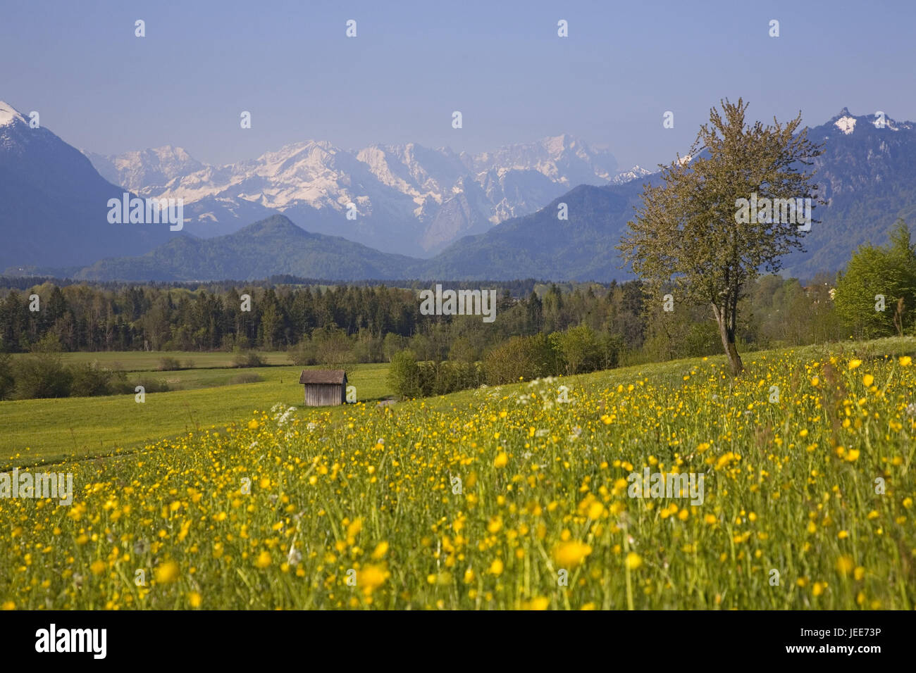 Murnauer Moos mit Zugspitze, Murnau, Upper Bavaria, Bavaria, Germany ...