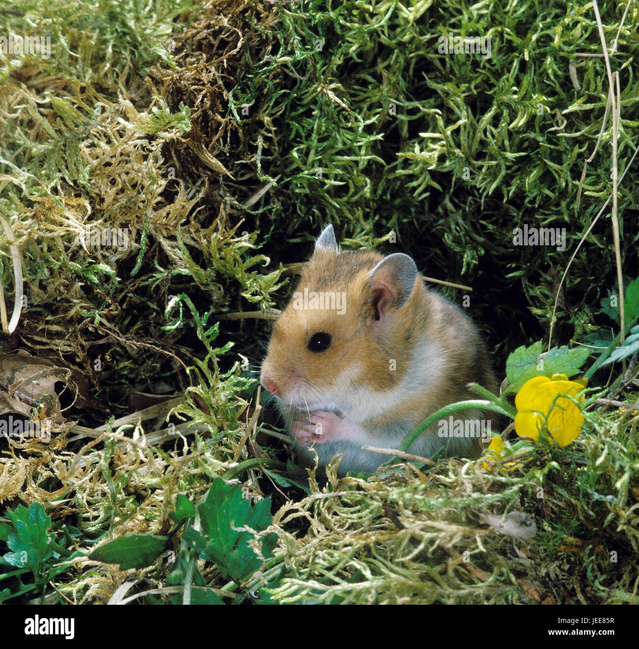 Mesocricetus auratus -Fotos und -Bildmaterial in hoher Auflösung – Alamy