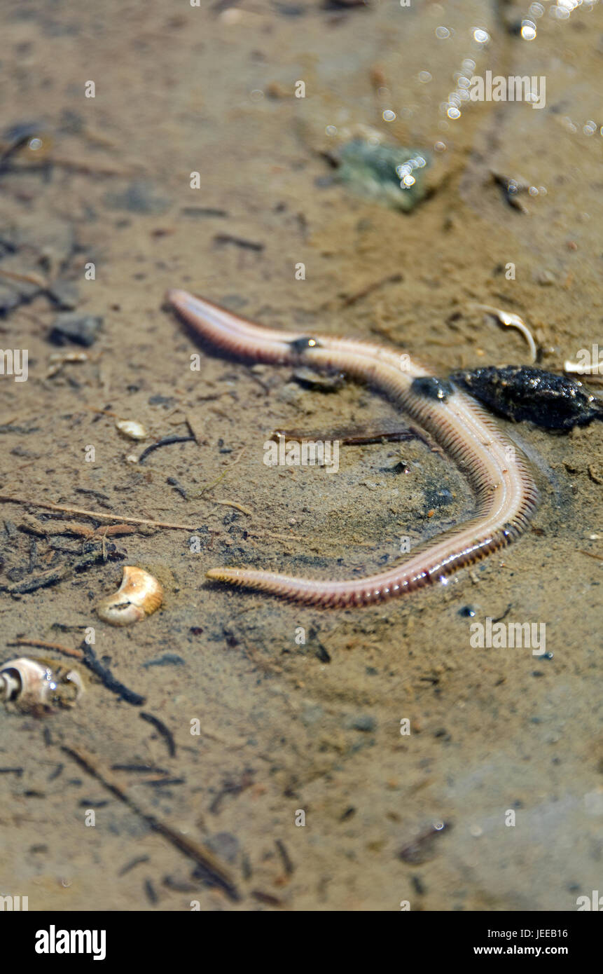 Glycera dibranchiata -Fotos und -Bildmaterial in hoher Auflösung – Alamy