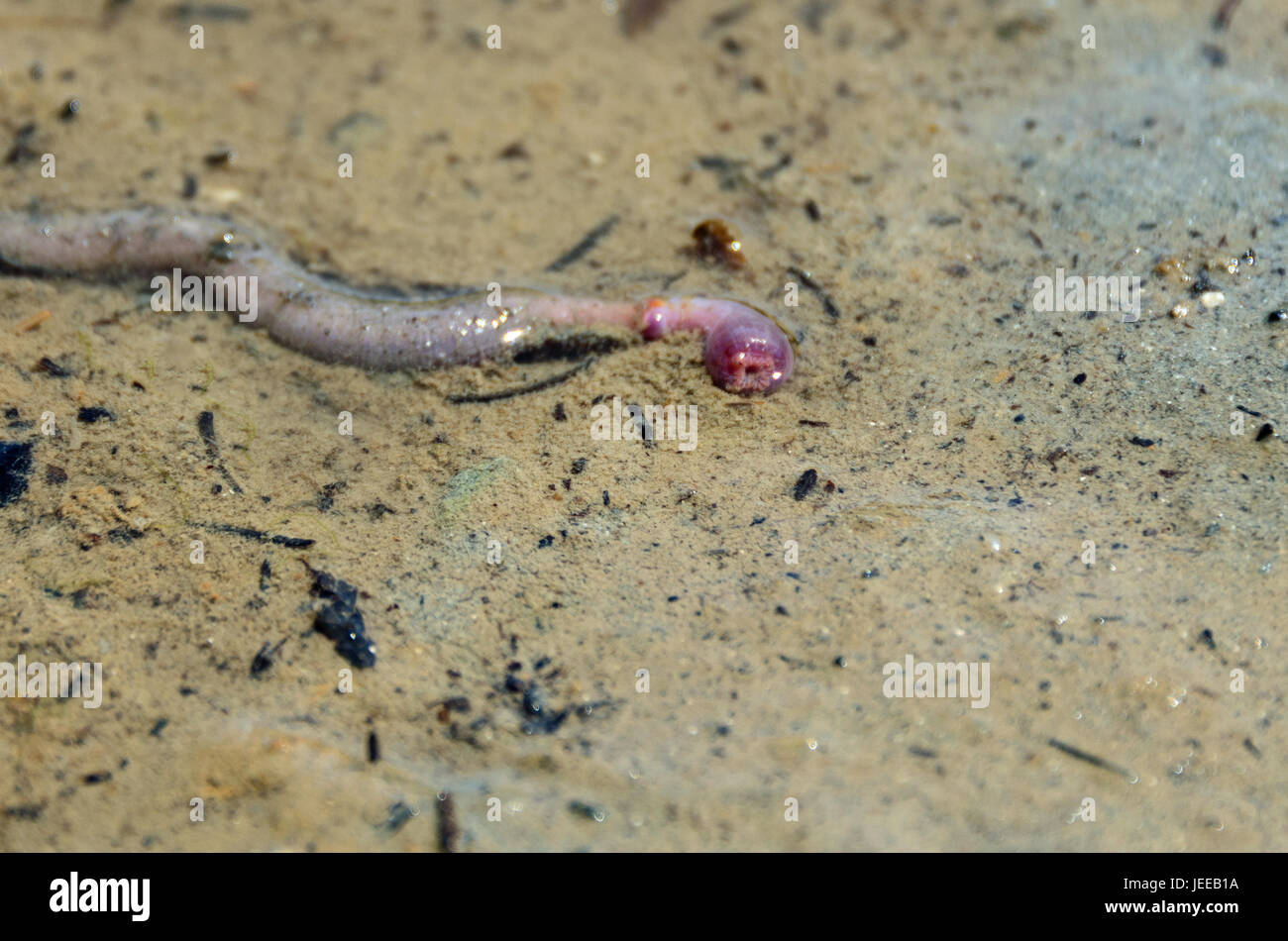 Glycera dibranchiata -Fotos und -Bildmaterial in hoher Auflösung – Alamy