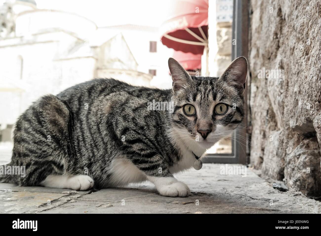 Cats Of Kotor Stockfotos und -bilder Kaufen - Alamy