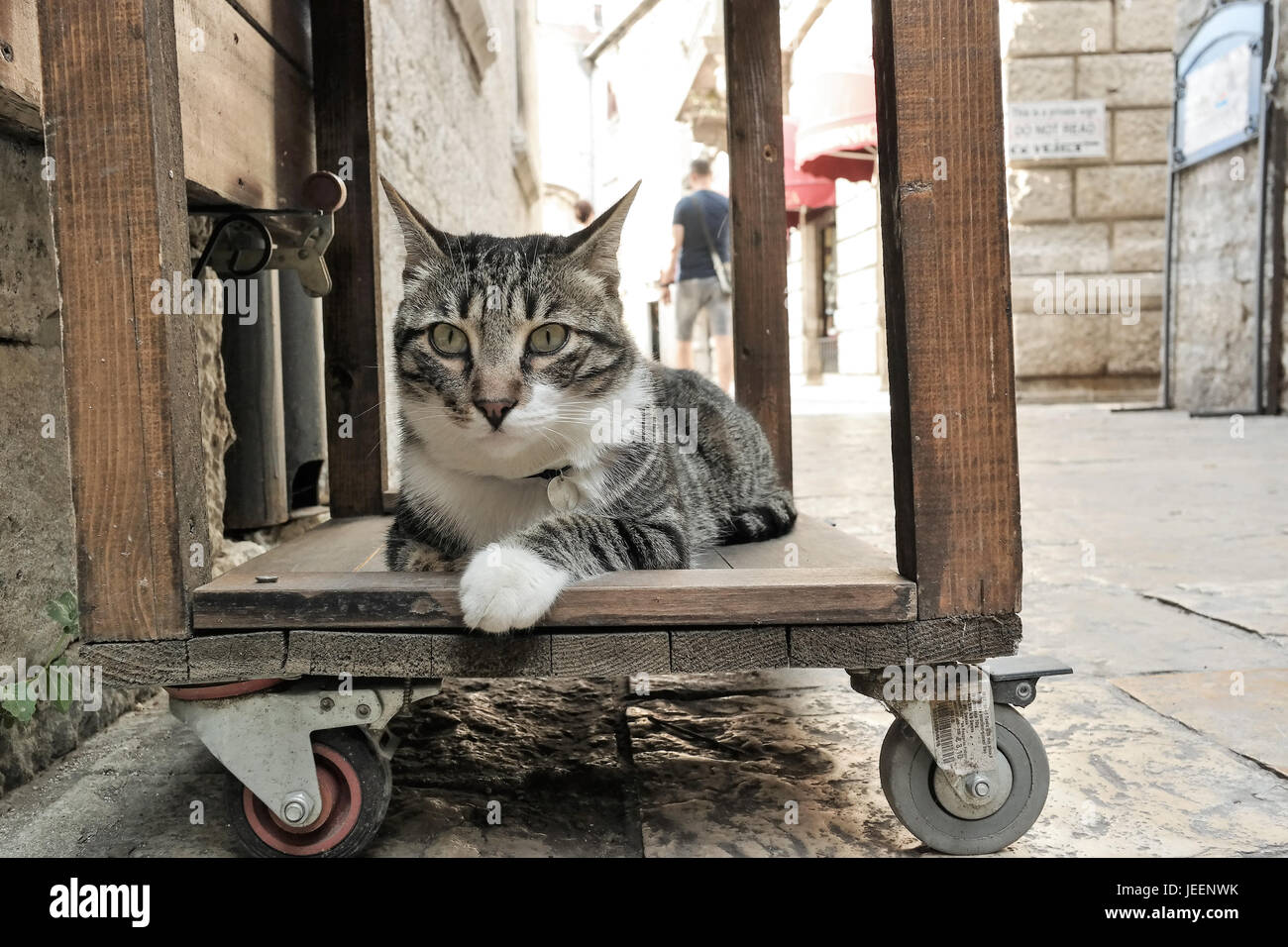 Cats Of Kotor Stockfotos und -bilder Kaufen - Alamy