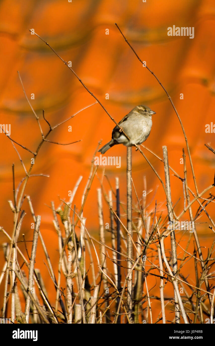 Spatz im Winter sitzt auf einem Strauch, Sperling Im Winter, Sitzend ...