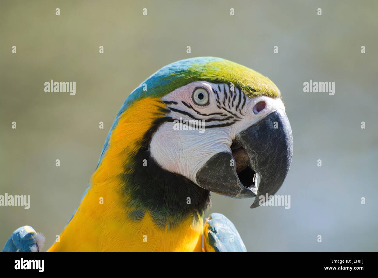 Ara rot -Fotos und -Bildmaterial in hoher Auflösung – Alamy