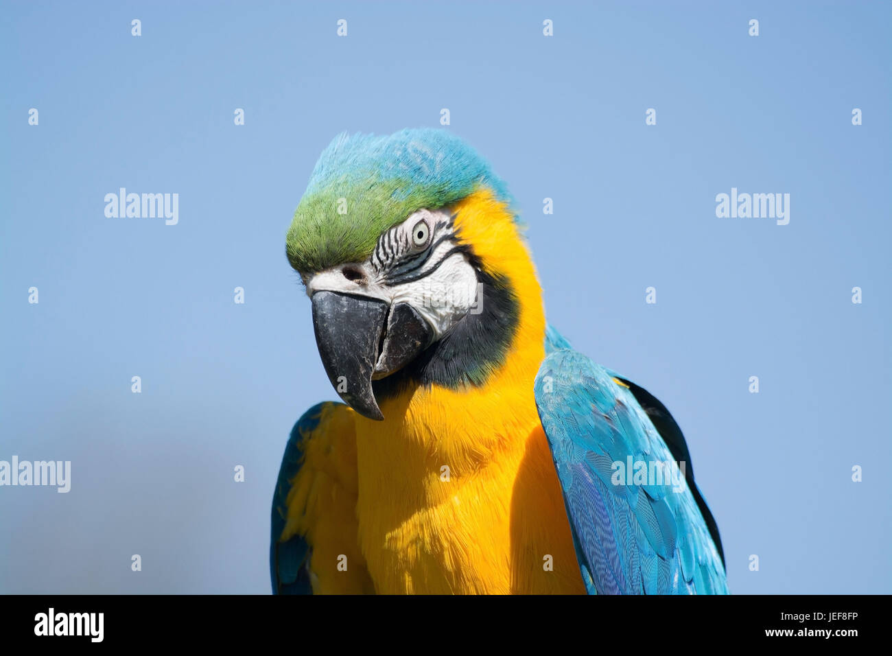 Ara rot -Fotos und -Bildmaterial in hoher Auflösung – Alamy