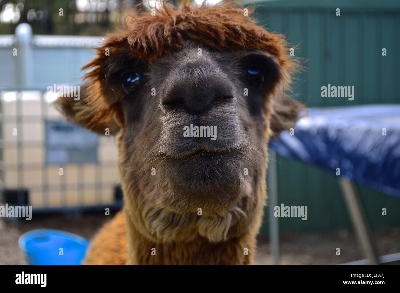 Alpaka wollig -Fotos und -Bildmaterial in hoher Auflösung – Alamy