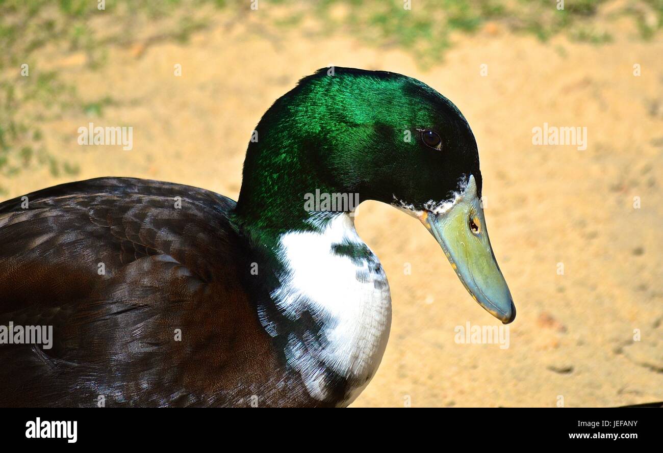 Schwarze cayuga enten Stockfotos und -bilder Kaufen - Alamy