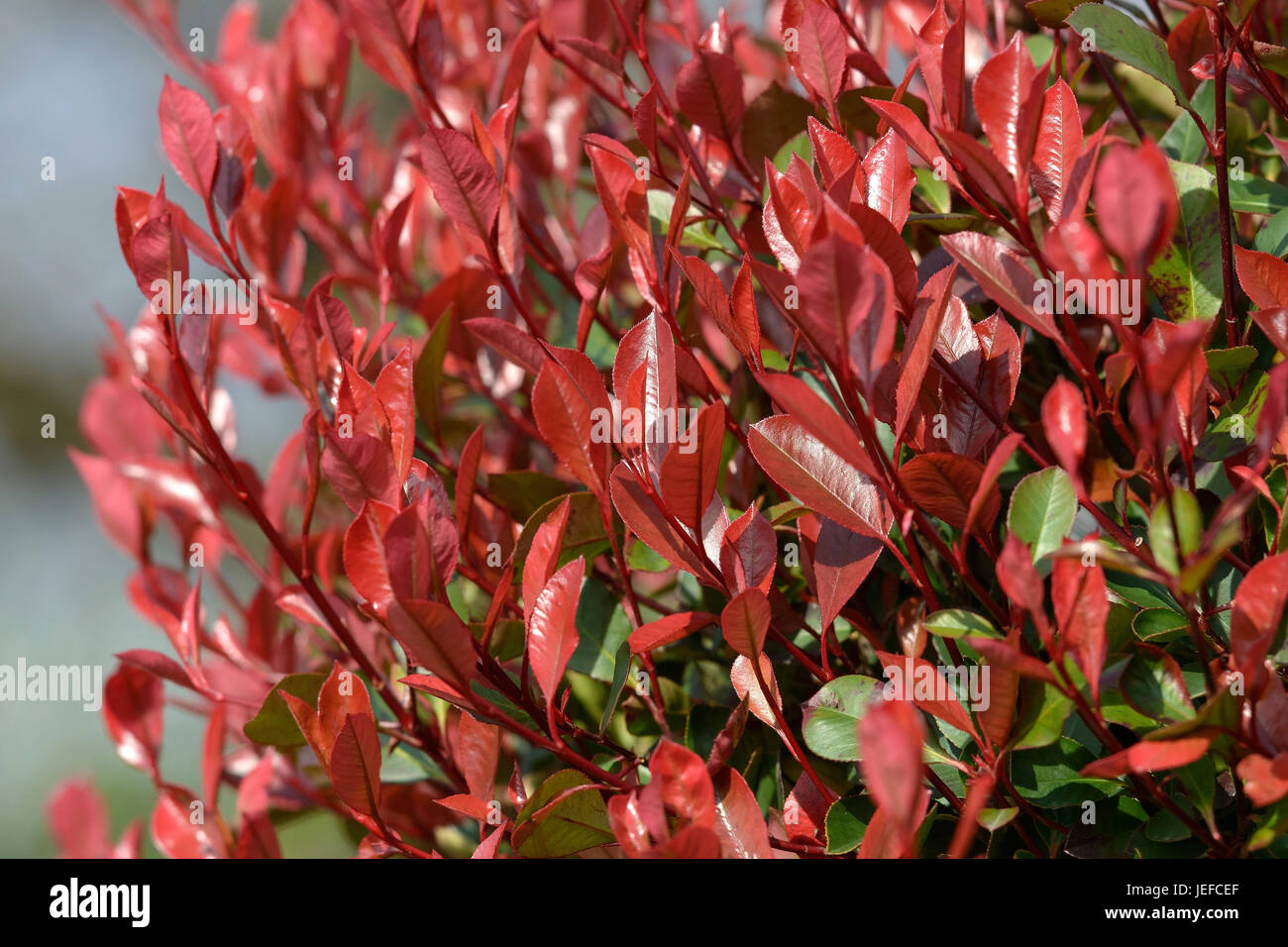 Brillante Mispel, Photinia Fraseri Little Red Robin Glanzmispel ...