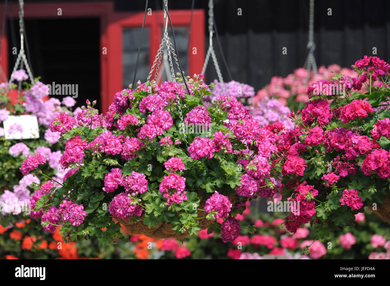 Pelargonie, Pelargonium Peltatum MEXICANA Nealit, Pelargonie ...