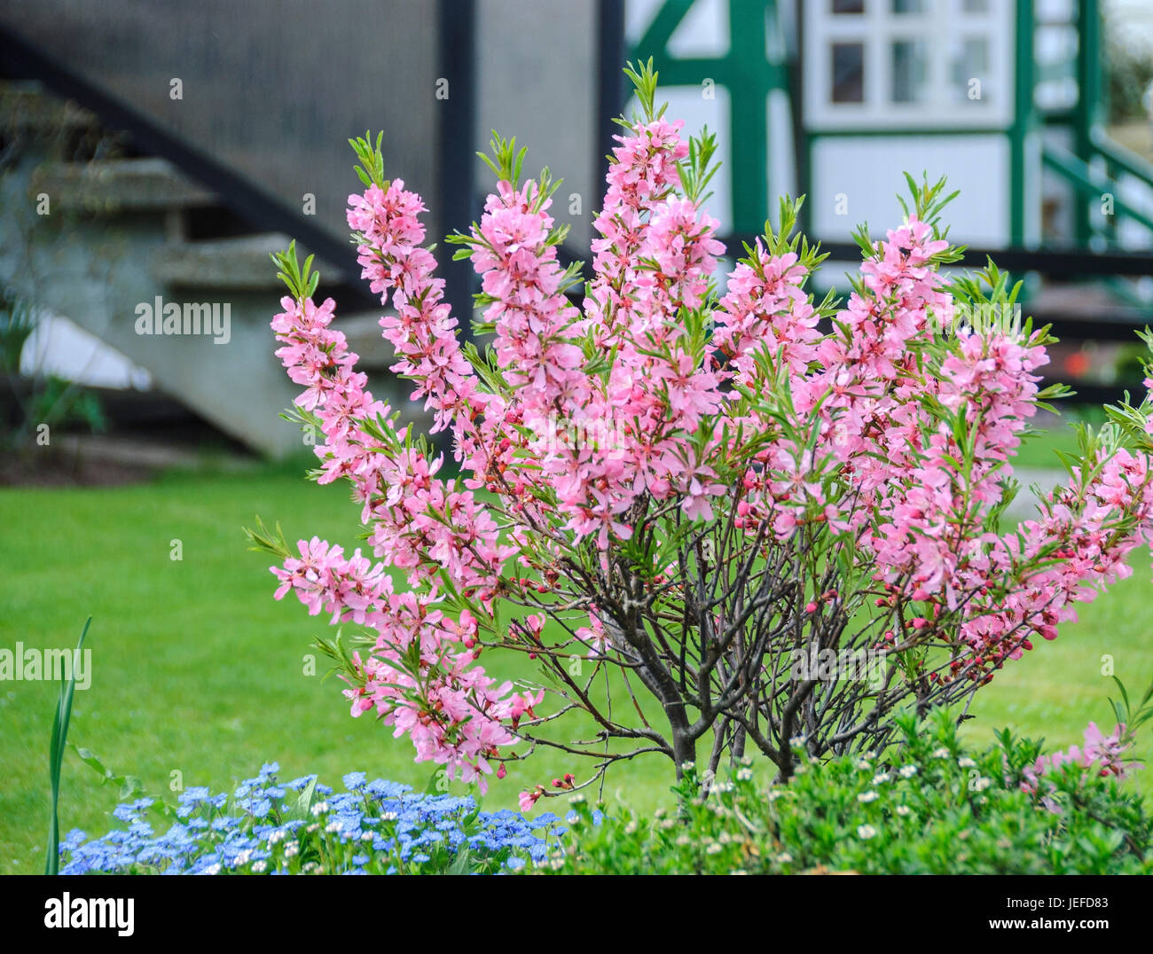 Zwerg-Mandel, Prunus Tenella Fire Hill, Zwergmandel (Prunus Tenella ...