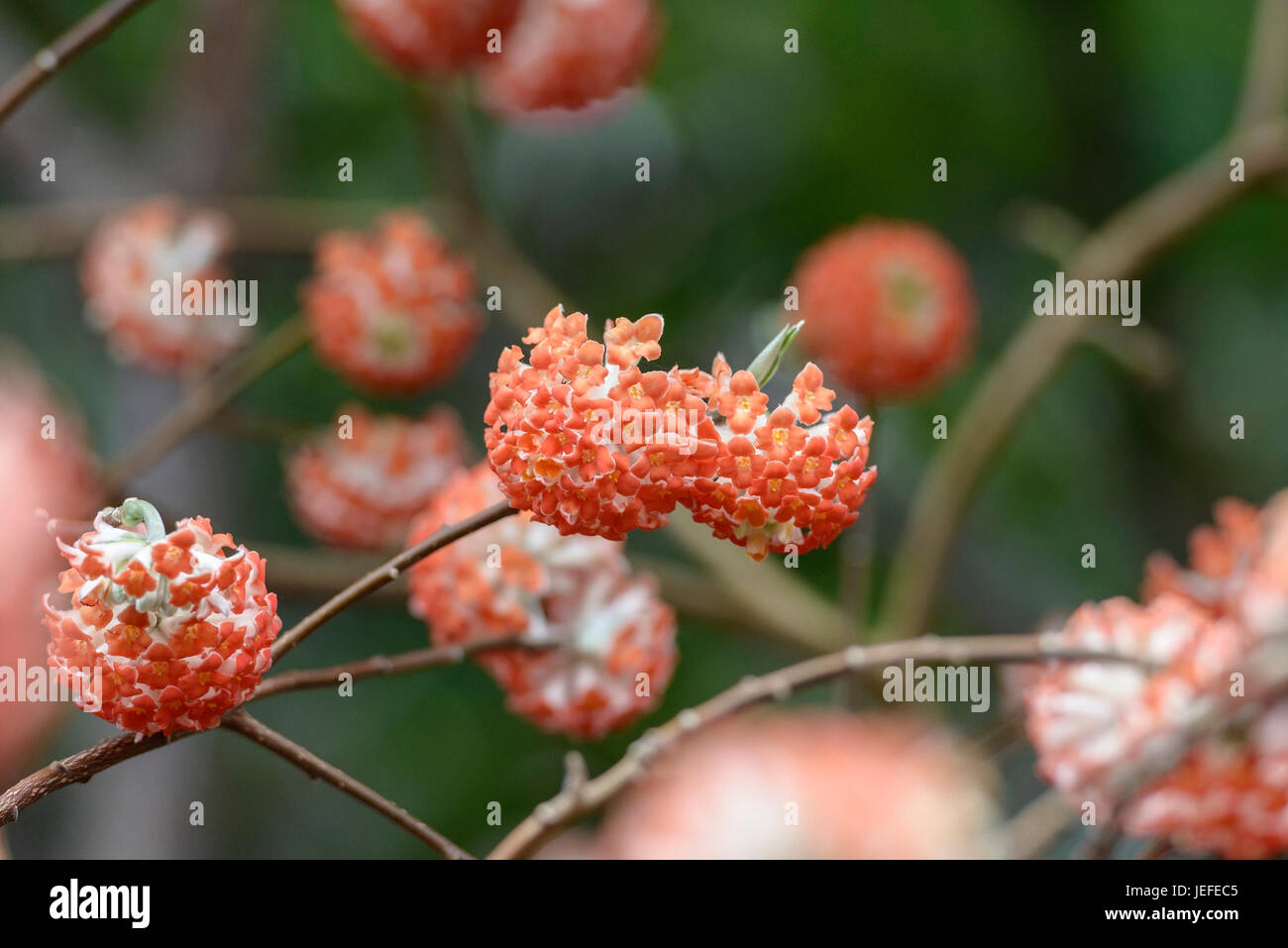 Japanpapier Busch, Edgeworthia Chrysantha Akebono, Japanischer ...