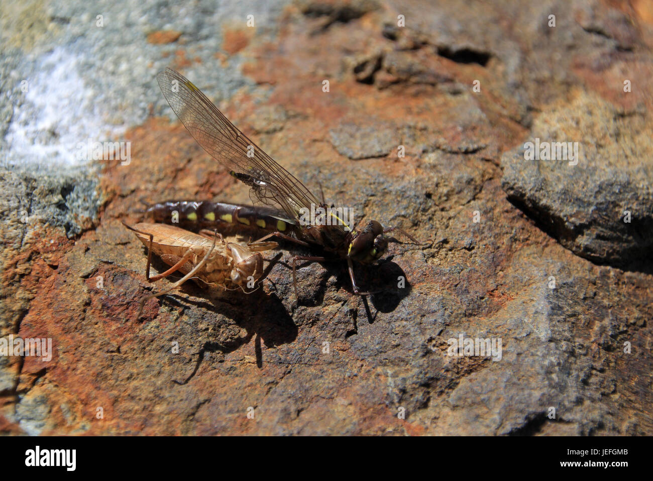 Entstehung der erwachsenen libelle -Fotos und -Bildmaterial in hoher ...
