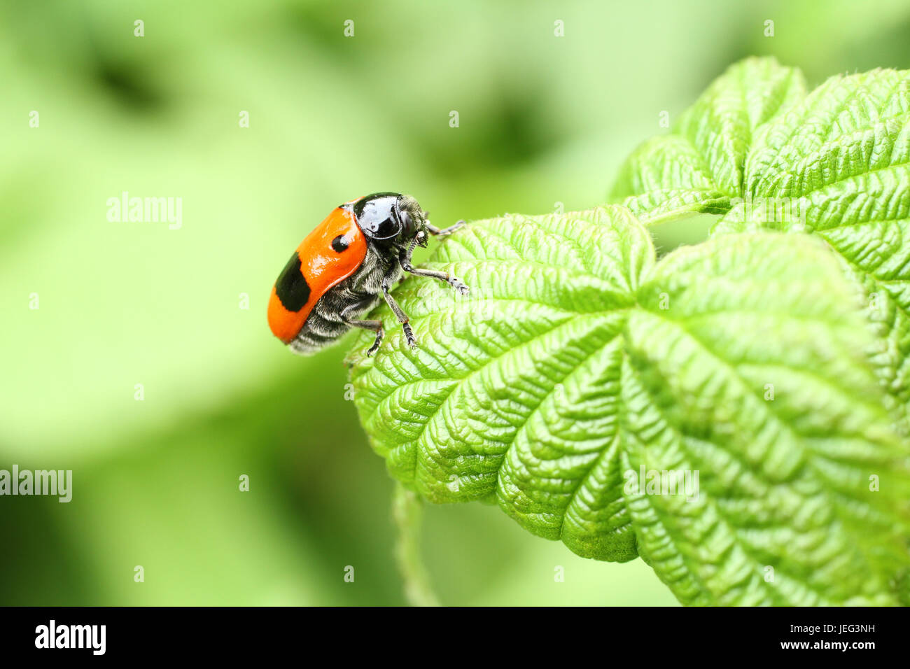 Glatte Blatt Käfer Clytra Laeviuscula (Unterordnung Nemonious ...