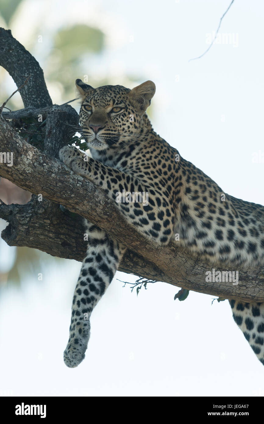 Leopard im Baum Stockfotografie - Alamy