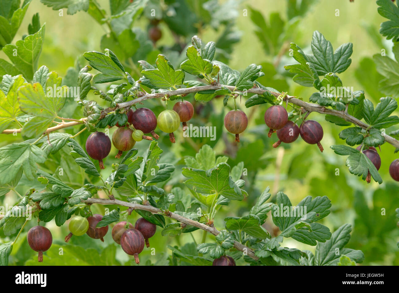Stachelbeere Ribes Uva-Crispa Perle der Marken, Stachelbeere (Ribes Uva ...