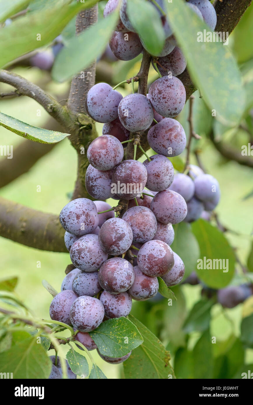 Pflaume, Prunus Domestica Opal, Pflaume (Prunus Domestica Pflaume, Prunus Domestica Opal, Pflaume (Prunus Domestica