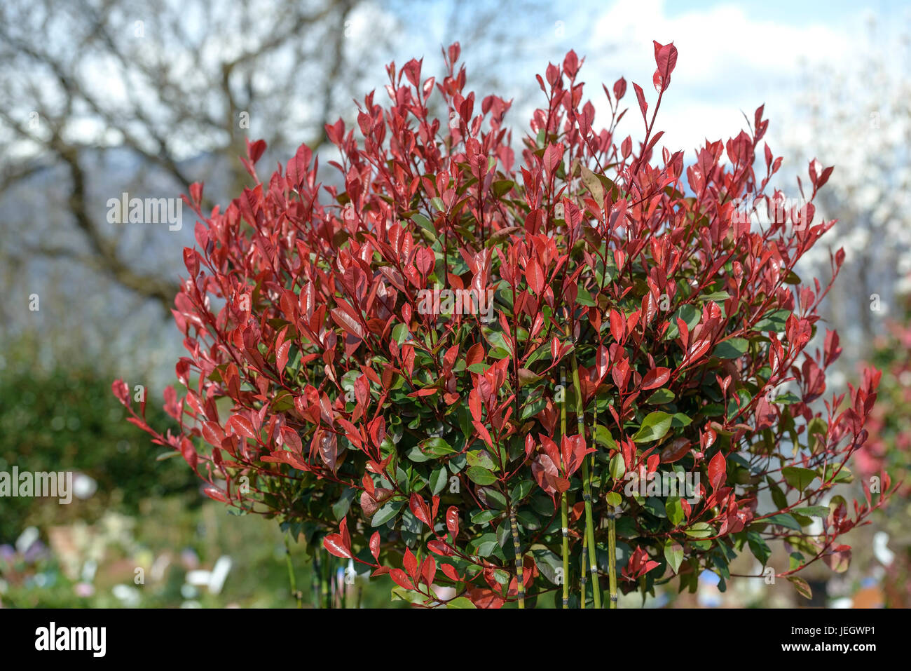 Brillante Mispel, Photinia Fraseri Little Red Robin Glanzmispel ...