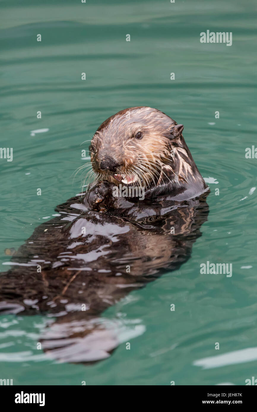 Nahaufnahme porträt eines seeotter -Fotos und -Bildmaterial in hoher Auflösung – Alamy