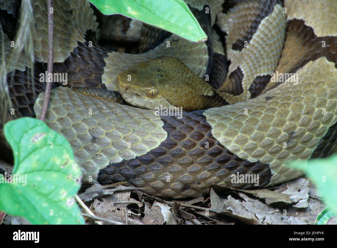 Copperhead snake agkistrodon contortrix -Fotos und -Bildmaterial in ...