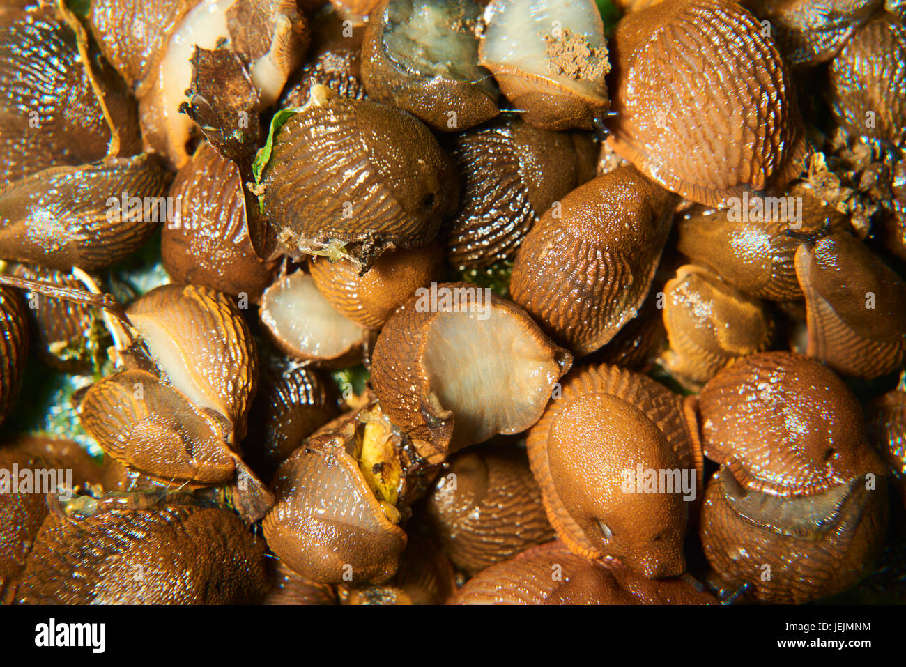 Gruppe von Schnecken im Garten essen. Spanische Metallklumpen (Arion ...
