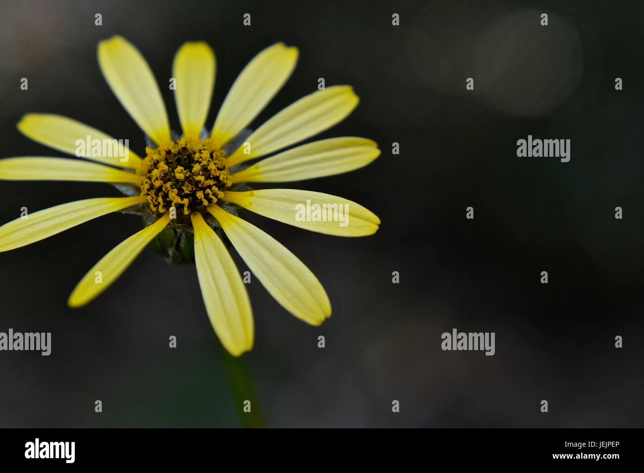 Australian native plant -Fotos und -Bildmaterial in hoher Auflösung – Alamy