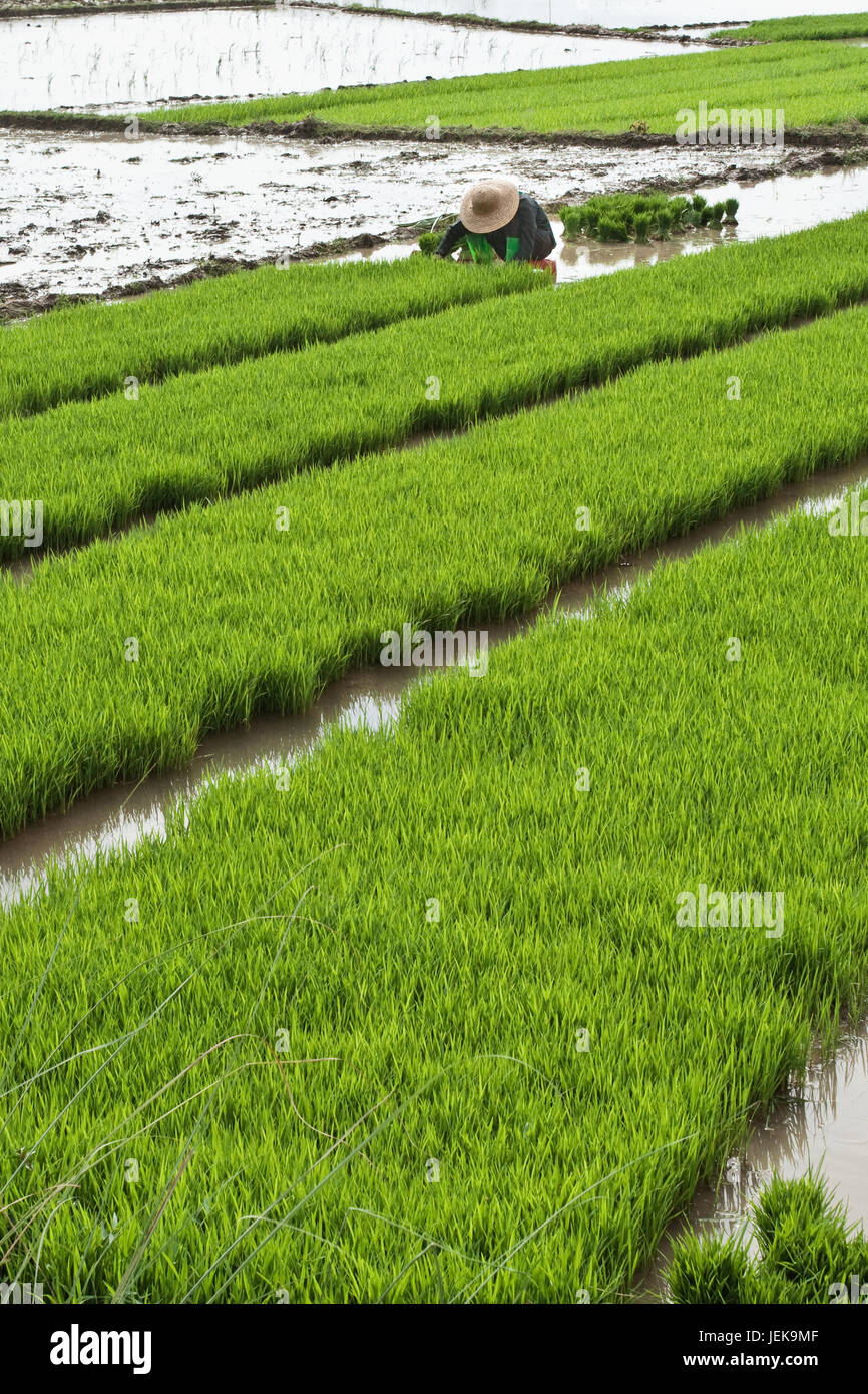 Reisfeld china -Fotos und -Bildmaterial in hoher Auflösung – Alamy