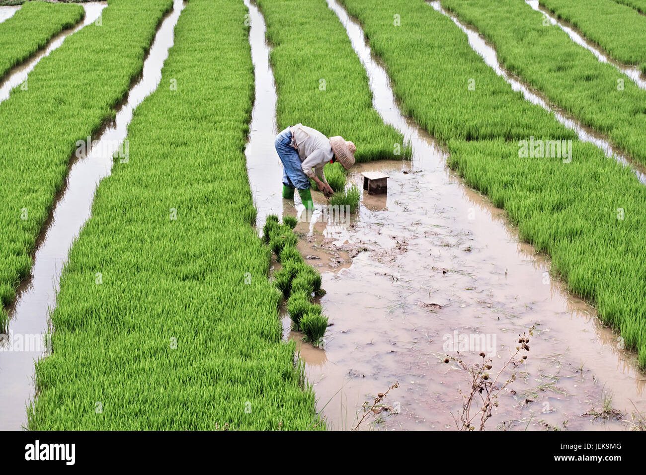 China rice paddy worker -Fotos und -Bildmaterial in hoher Auflösung – Alamy