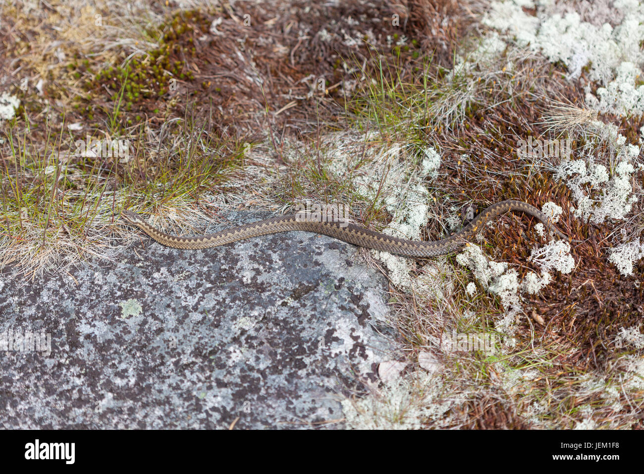 Die schlange kriecht -Fotos und -Bildmaterial in hoher Auflösung – Alamy