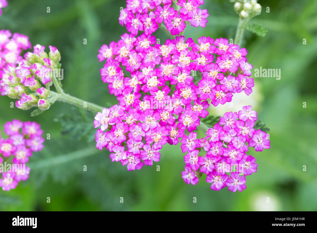 Rosa Schafgarbe, Achillea Millefolium hautnah Stockfotografie - Alamy