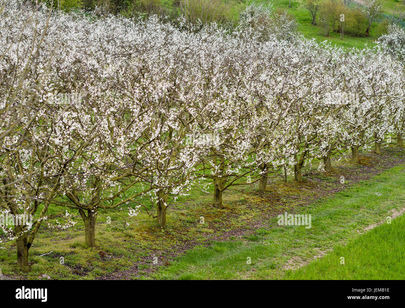 Plum trees in blossom -Fotos und -Bildmaterial in hoher Auflösung – Alamy