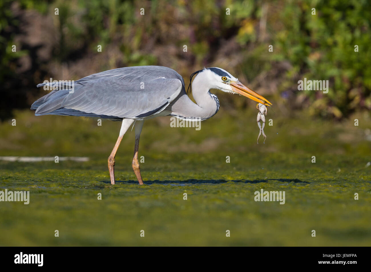 Ardea Cinerea Graureiher Stockfotos und -bilder Kaufen - Alamy