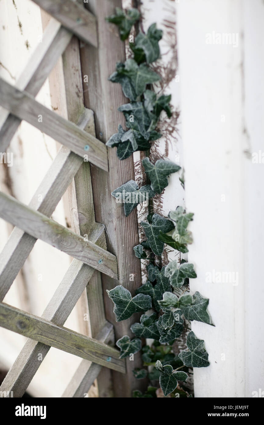 Efeu gitter -Fotos und -Bildmaterial in hoher Auflösung – Alamy