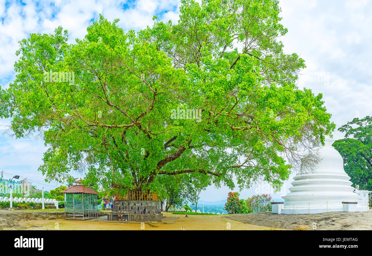Die riesigen alten Bodhi-Baum in Lankathilaka Vihara mit weißer Stupa ...