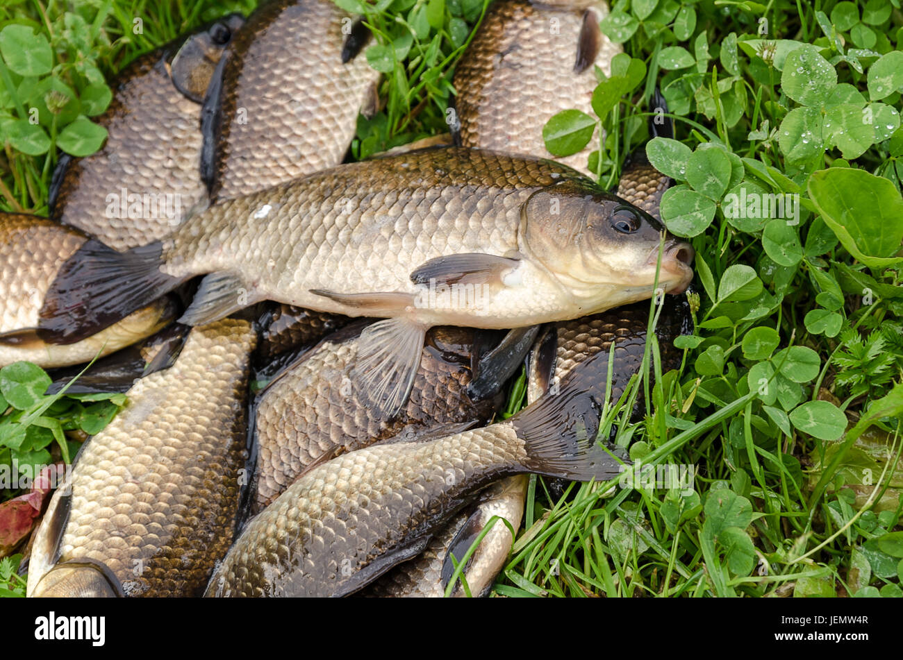Karpfen auf gras -Fotos und -Bildmaterial in hoher Auflösung – Alamy