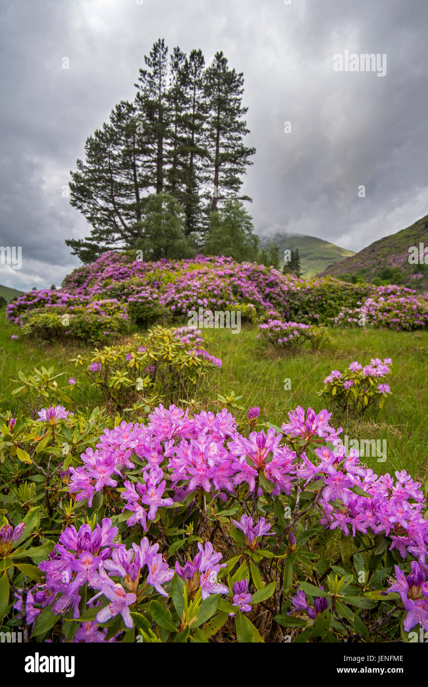 Gemeinsamen Rhododendron / pontische Rhododendron (Rhododendron ...