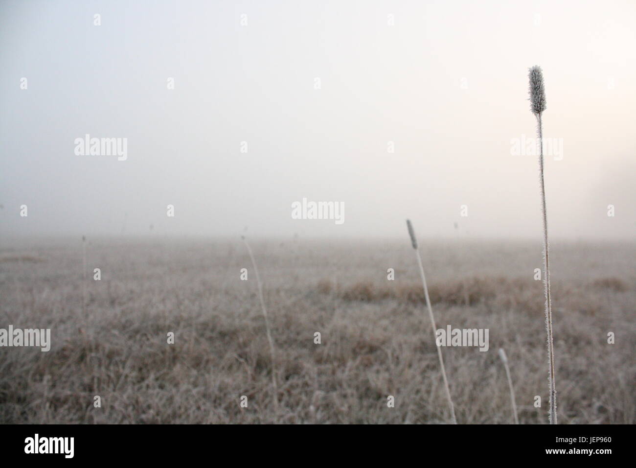 Frostige pflanzen -Fotos und -Bildmaterial in hoher Auflösung – Alamy