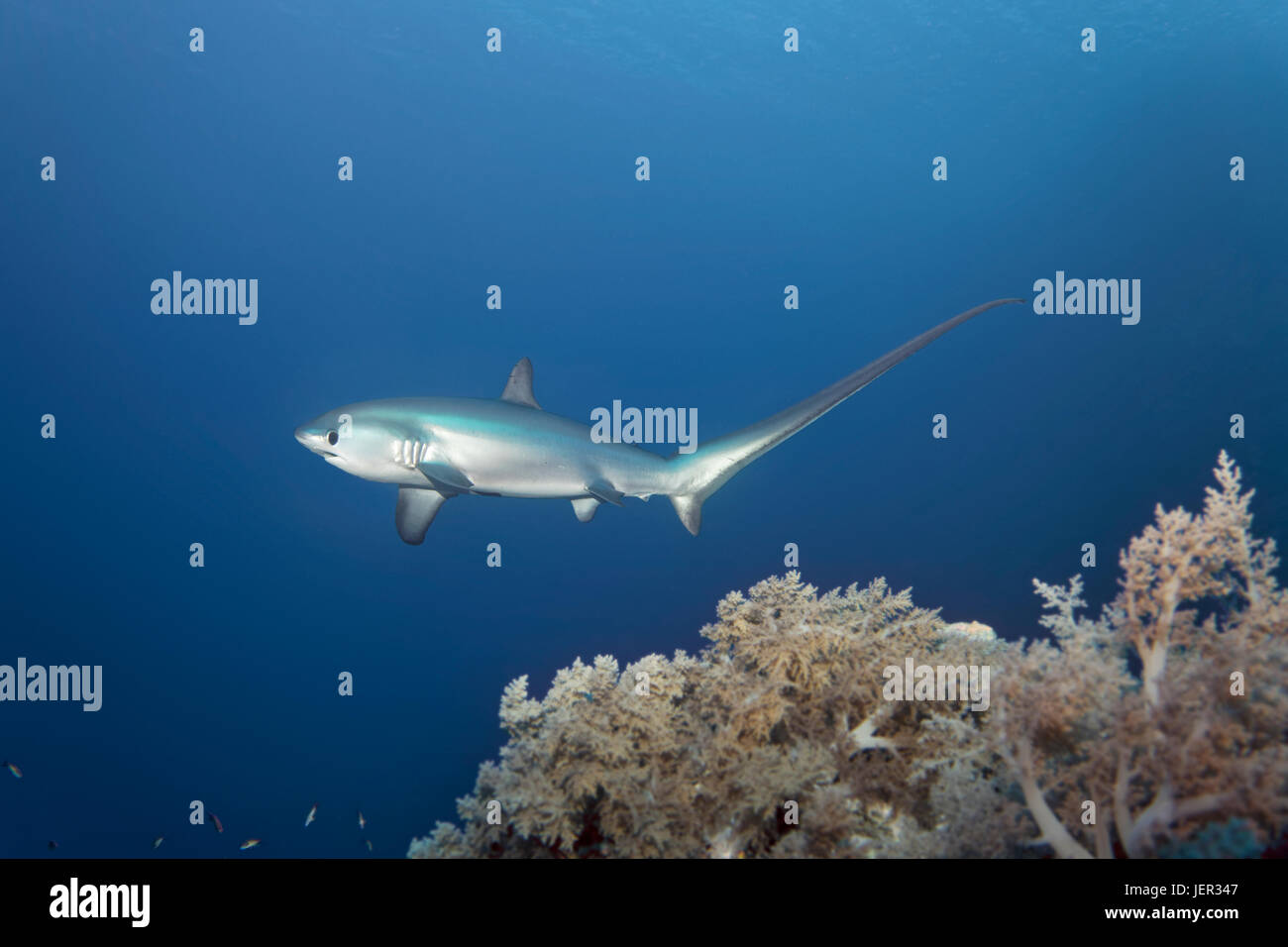 Gemeiner fuchshai -Fotos und -Bildmaterial in hoher Auflösung – Alamy