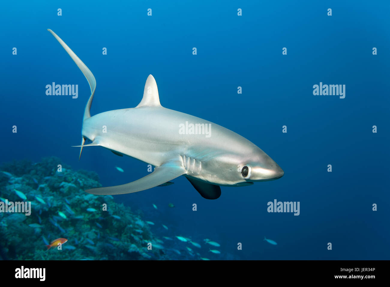 Alopias Vulpinus Stockfotos und -bilder Kaufen - Alamy