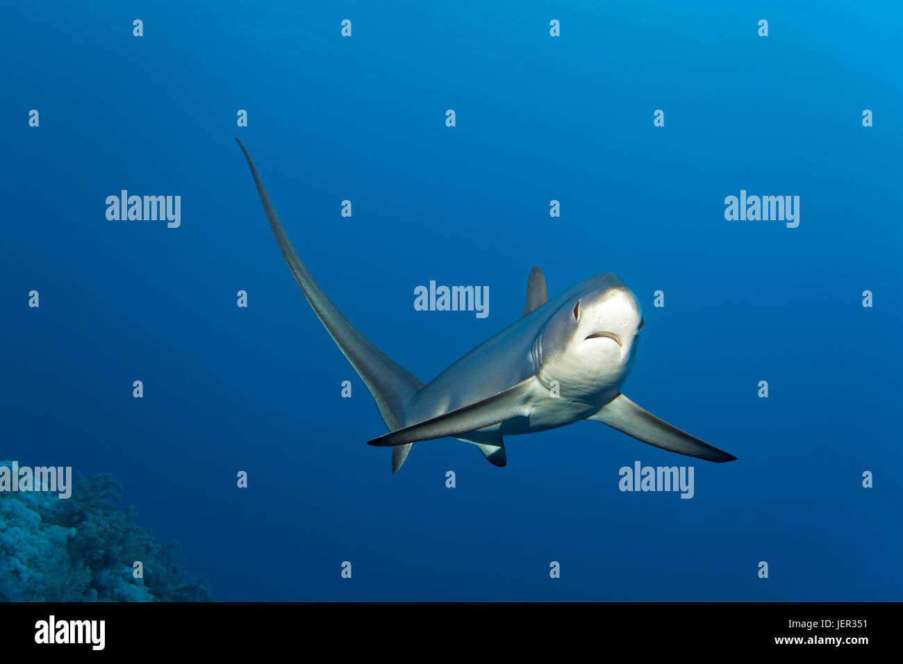 Gemeiner Fuchshai Stockfotos und -bilder Kaufen - Alamy