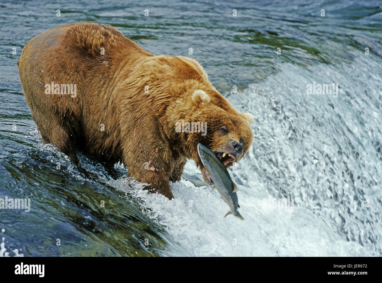 Brauner Bär fängt Lachs, Braunbaer Faengt Lachs Stockfotografie - Alamy