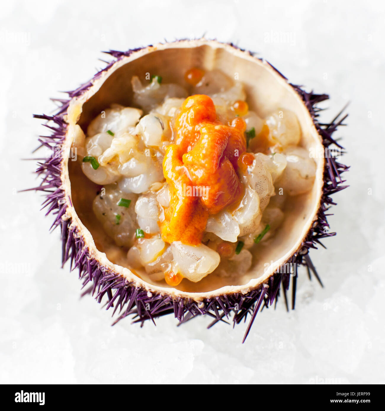 Seeigel hautnah -Fotos und -Bildmaterial in hoher Auflösung – Alamy