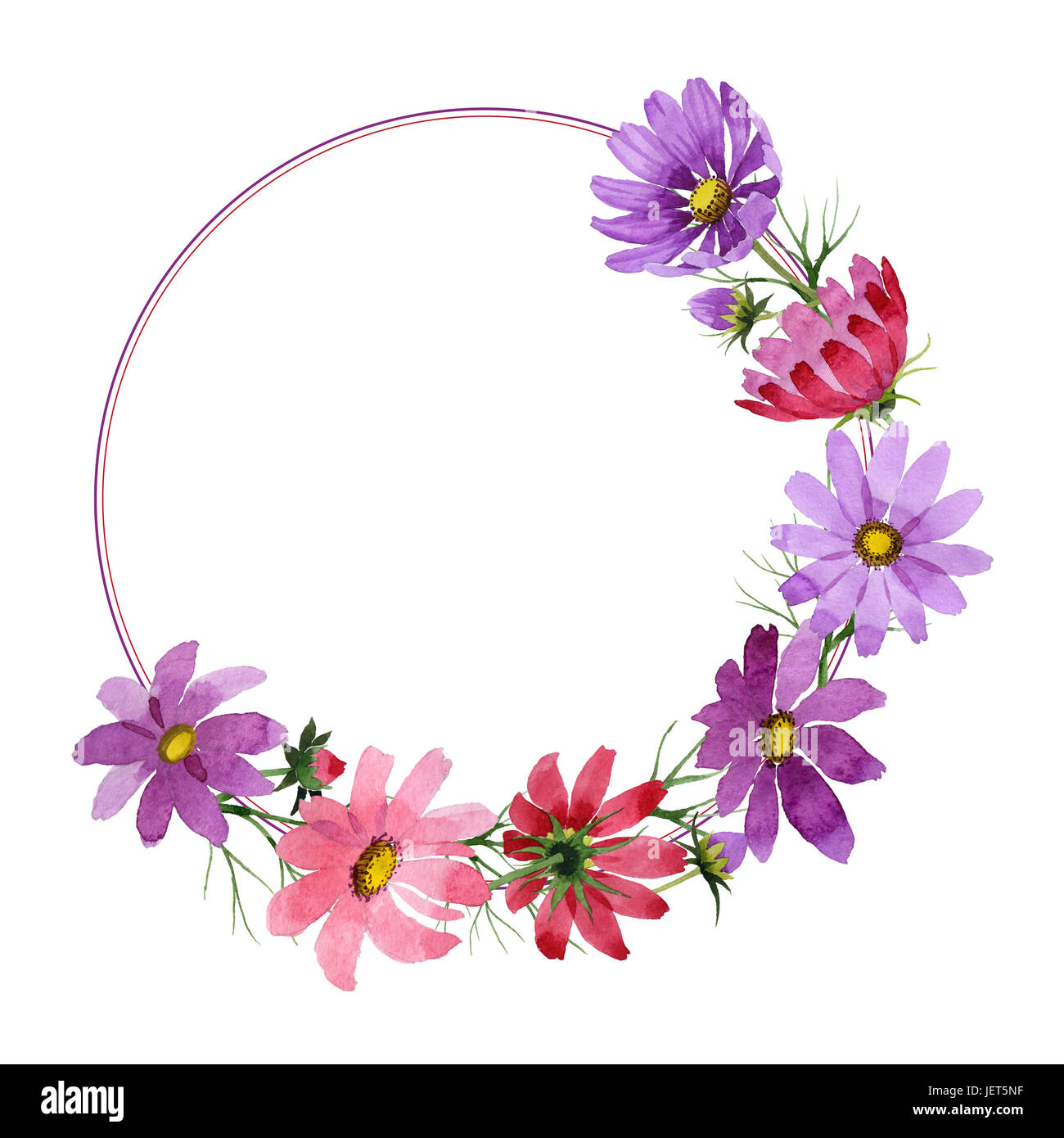 Wildblumen Kosmeya Blumenrahmen im Aquarell-Stil isoliert. Aquarell ...