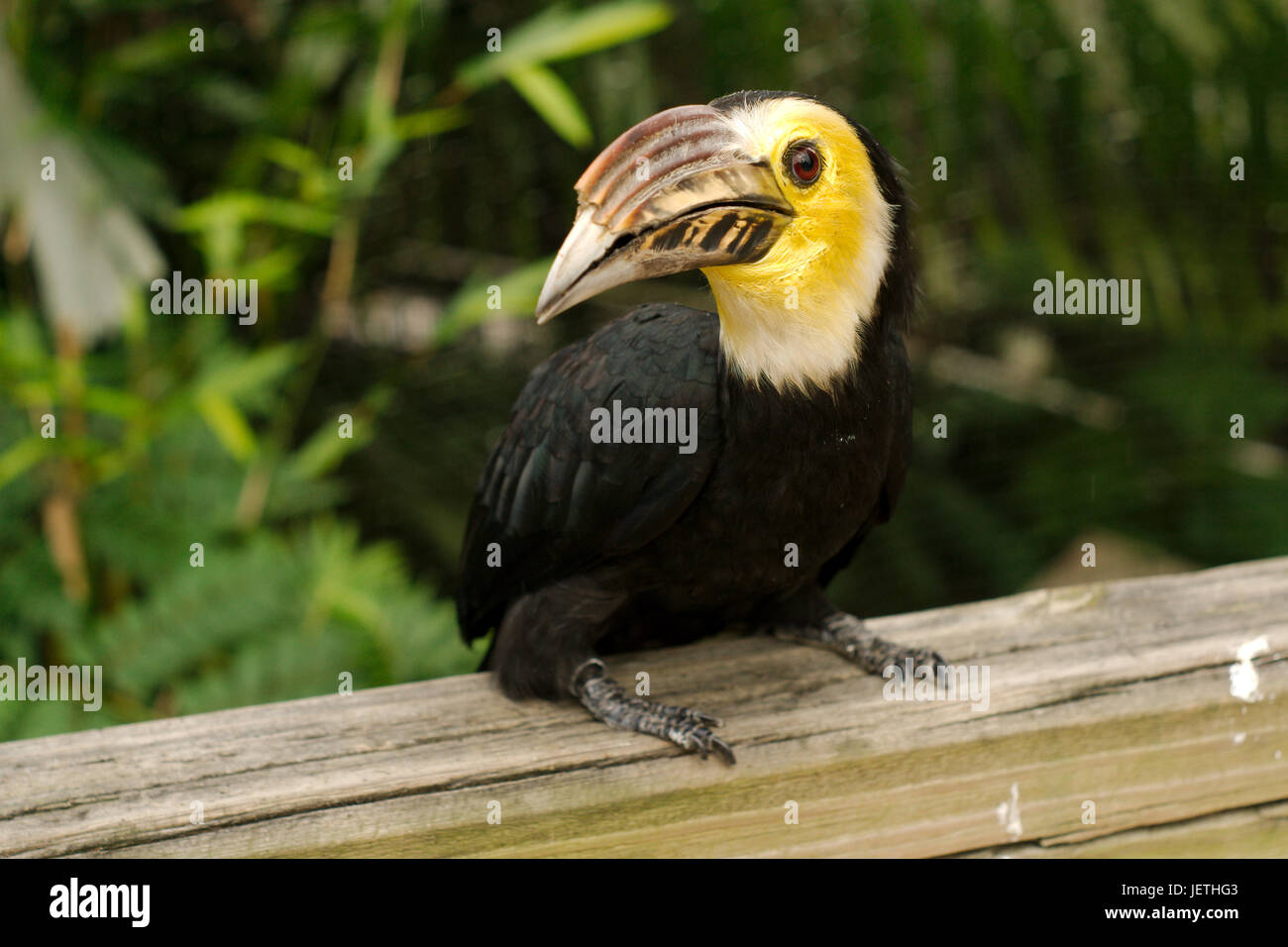 Sulawesi tarictic nashornvogel -Fotos und -Bildmaterial in hoher ...