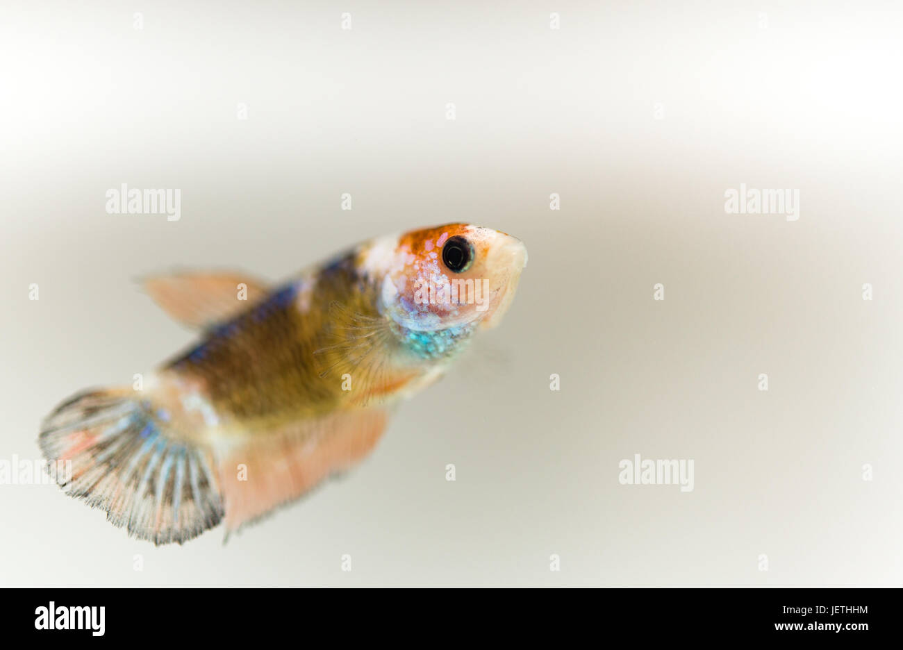 Siamese fighting fish siamese fighter -Fotos und -Bildmaterial in hoher ...