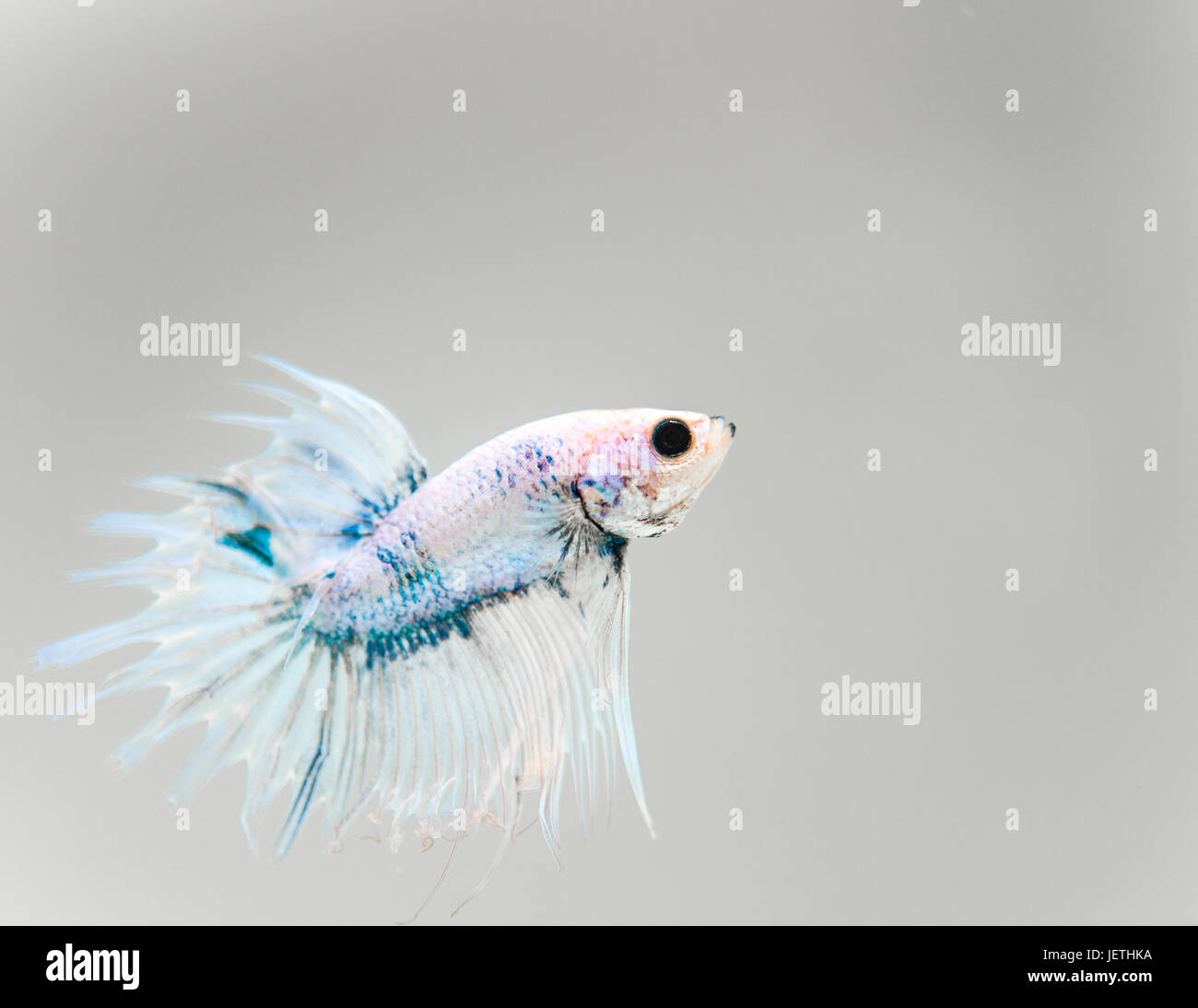 Betta male -Fotos und -Bildmaterial in hoher Auflösung – Alamy