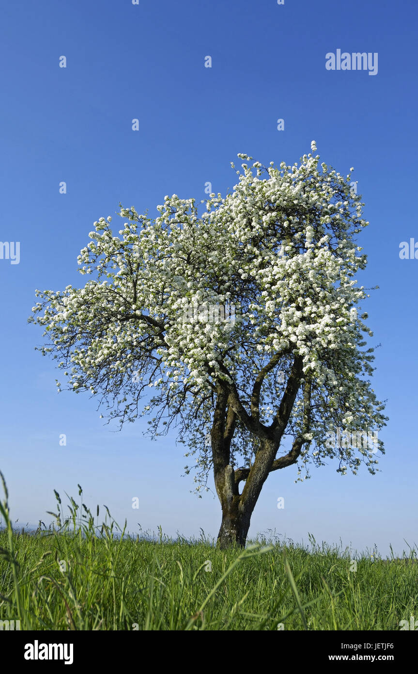 Baum Apfelbaum Stockfotos & Baum Apfelbaum Bilder - Alamy