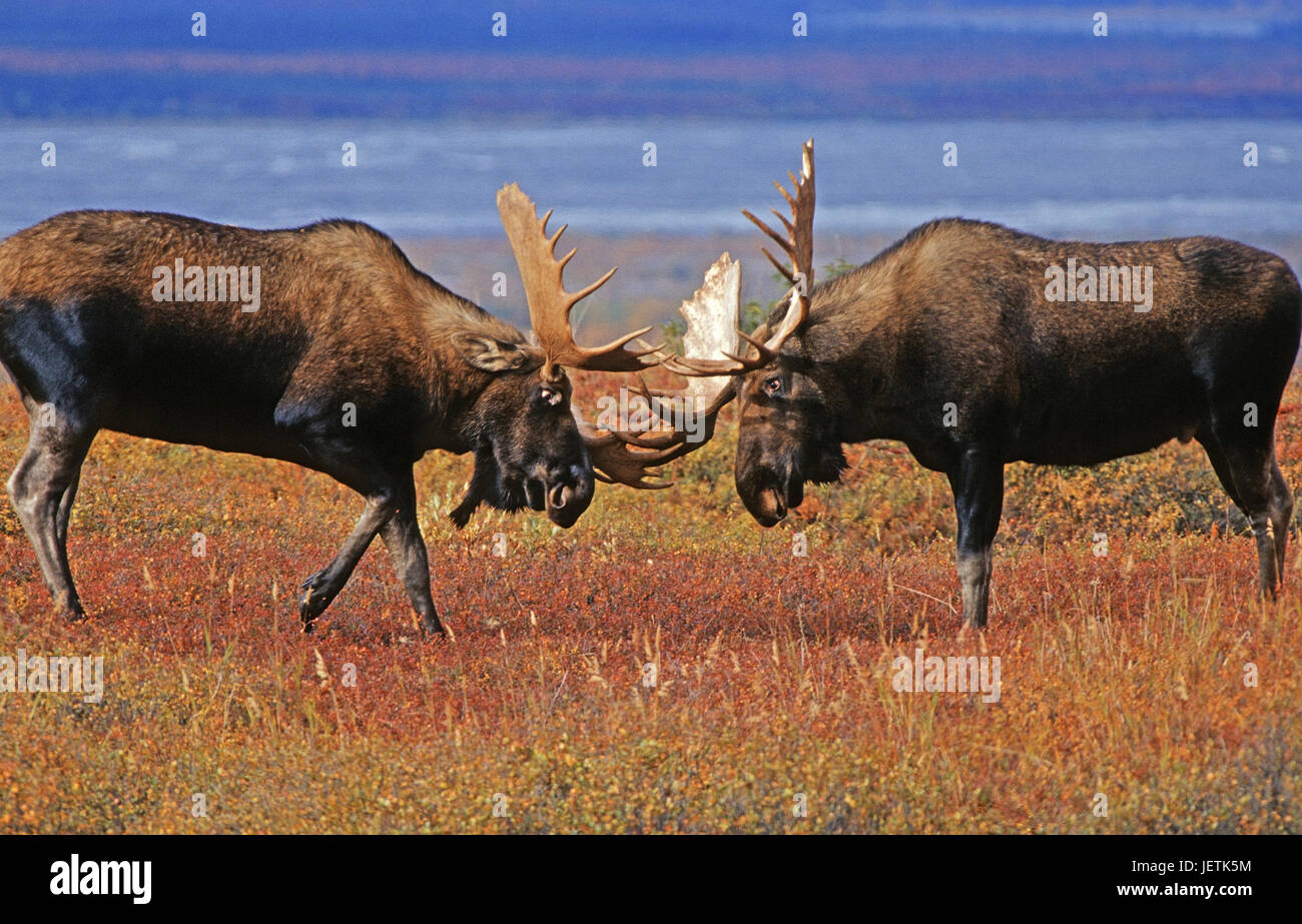 Alaska moose -Fotos und -Bildmaterial in hoher Auflösung – Alamy